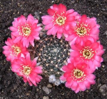 CactusKwekerij - Boomkwekerij - Dakbomen - Leibomen - Lakerveld ...